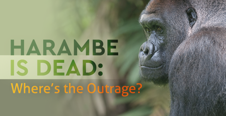 Harambe is Dead: Where’s the Outrage? – It Is Written's Blog